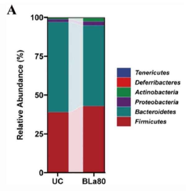 Wecare Bifidobacterium Animalis Subsp. Lactis Bla80 | Probiotic Supply